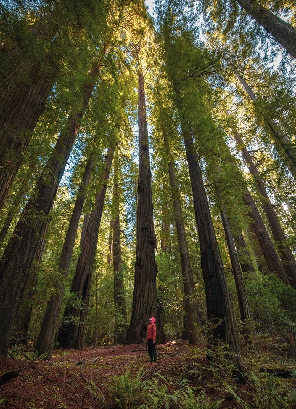 Redwood Trees Leaves