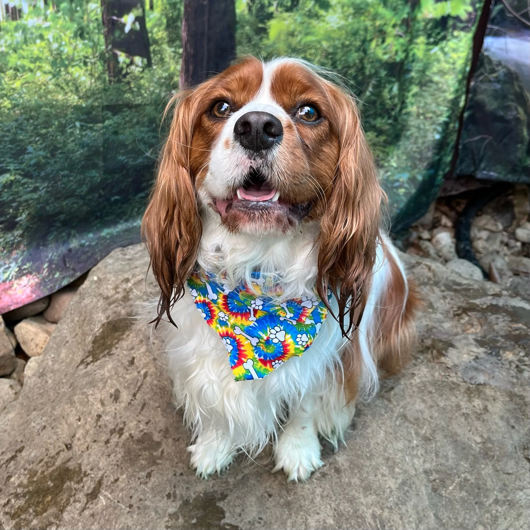 luxury dog boarding in pittsburgh — Canine Cabins