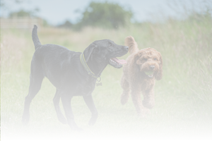 Canine Cabins