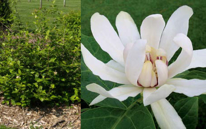 Deciduous Shrub — Gardenalia