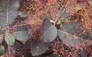 Deciduous Shrub — Gardenalia
