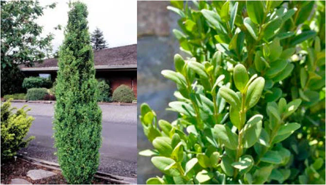 Evergreen Shrubs — Gardenalia
