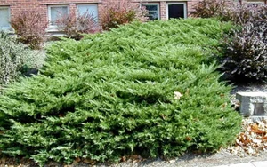 Evergreen Shrubs — Gardenalia