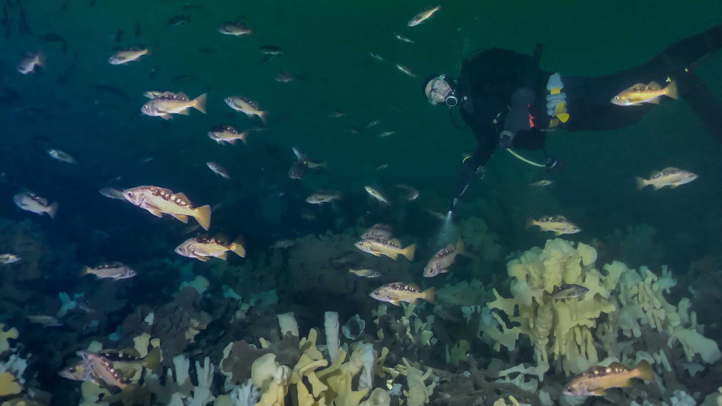 Educational Resources — Howe Sound Biosphere Region