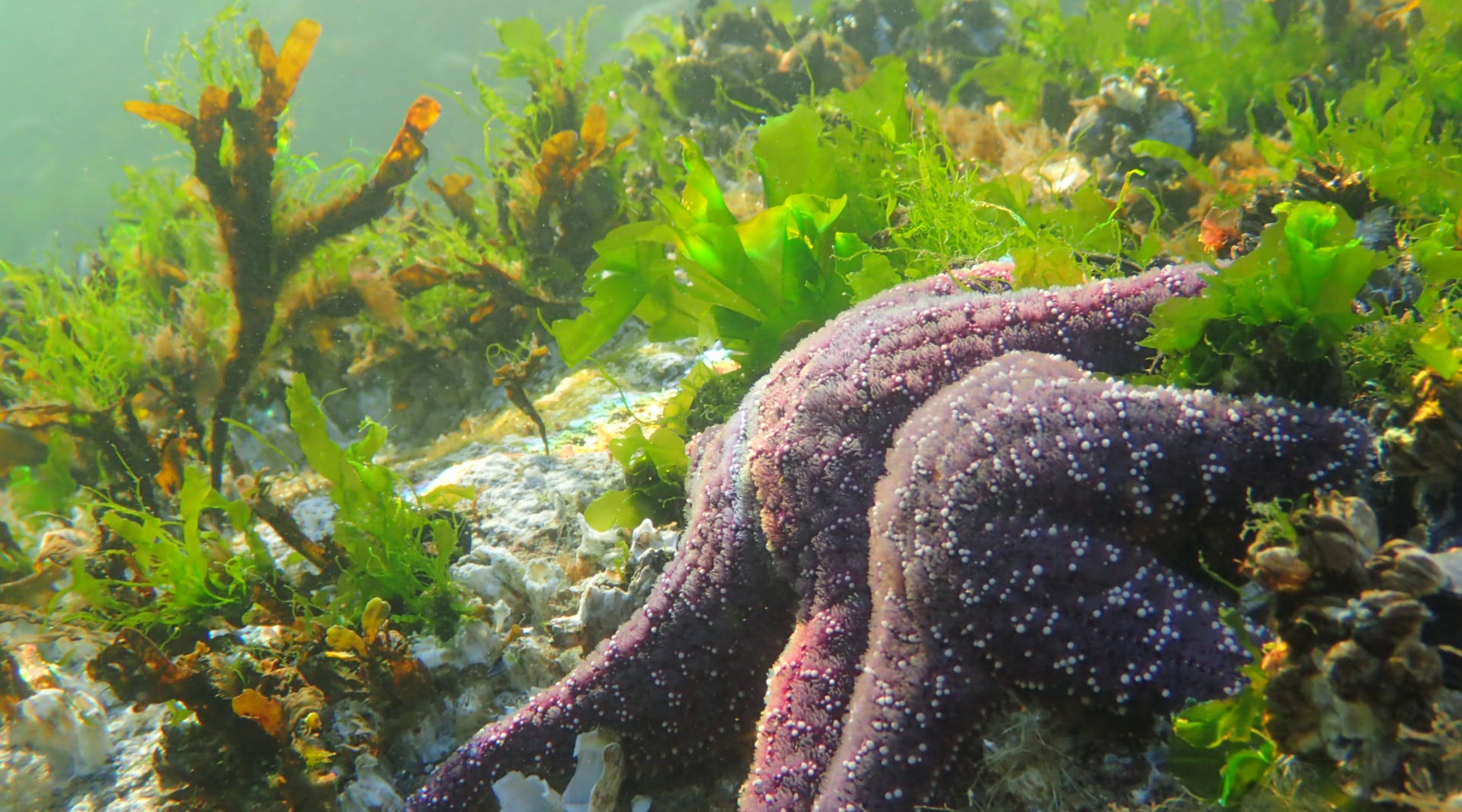 Marine Action Network — Howe Sound Biosphere Region