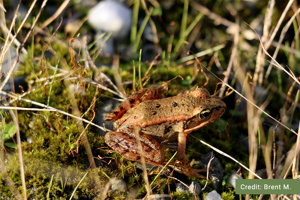 Searching for Wex̱és (frogs) on Cha7élkwnech/Gambier Island — Howe ...