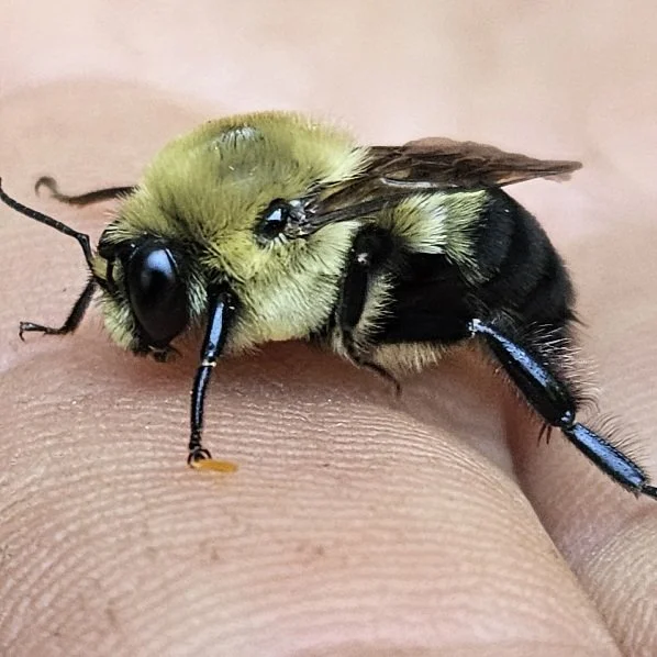 Guys Gulch Ecological Reserve, CA — Center for Ecodynamic Restoration ...