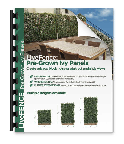 Living Fence Ivy