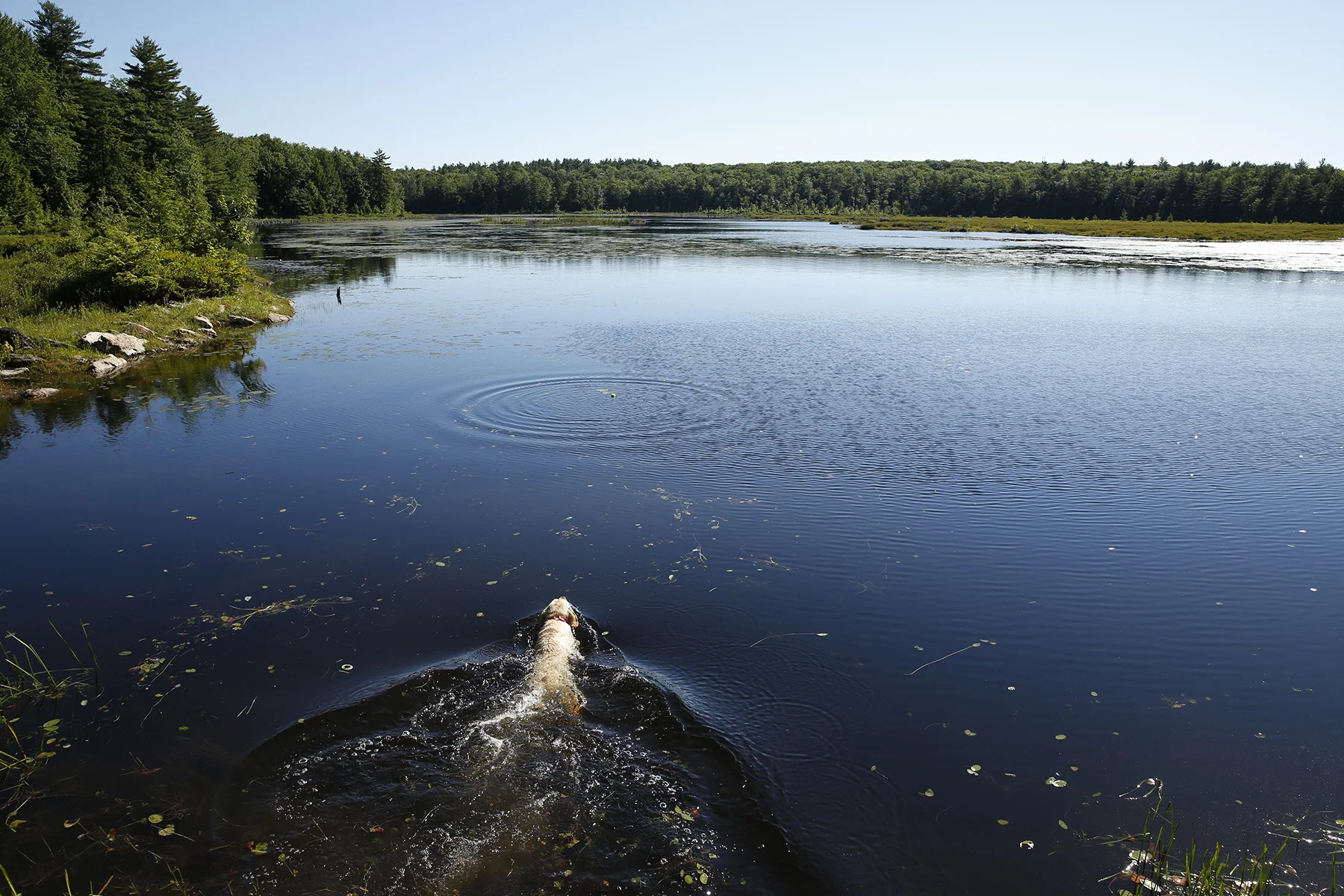 Knight's Pond Preserve — Chebeague & Cumberland Land Trust