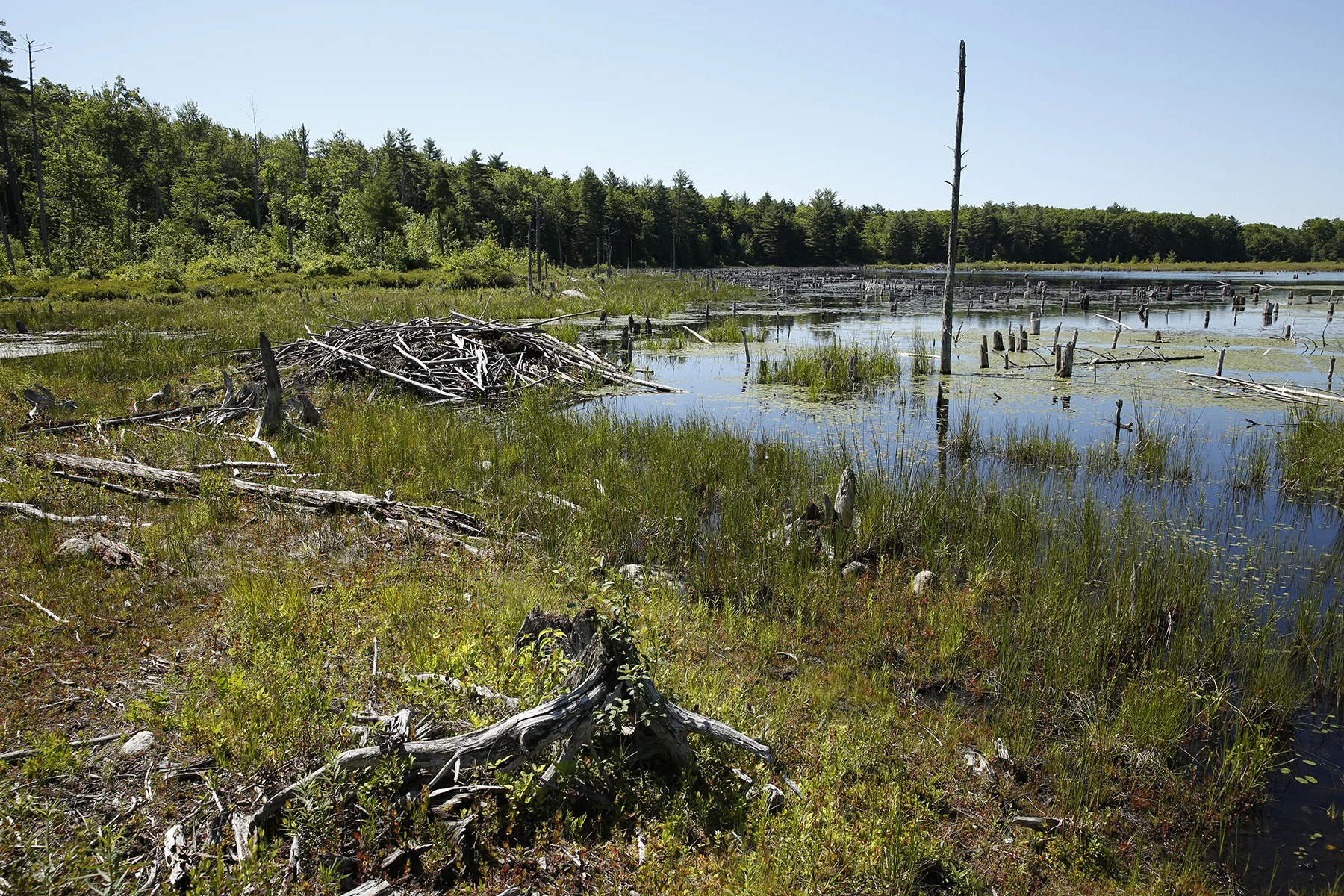 Knight's Pond Preserve — Chebeague & Cumberland Land Trust