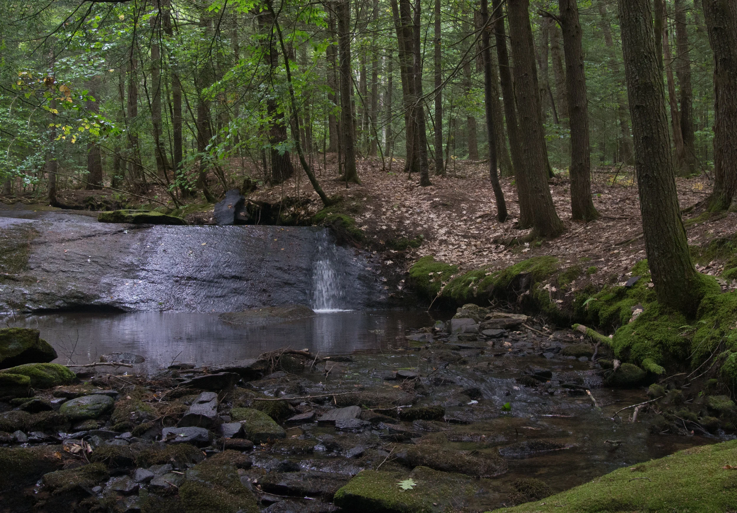 Rines Forest — Chebeague & Cumberland Land Trust