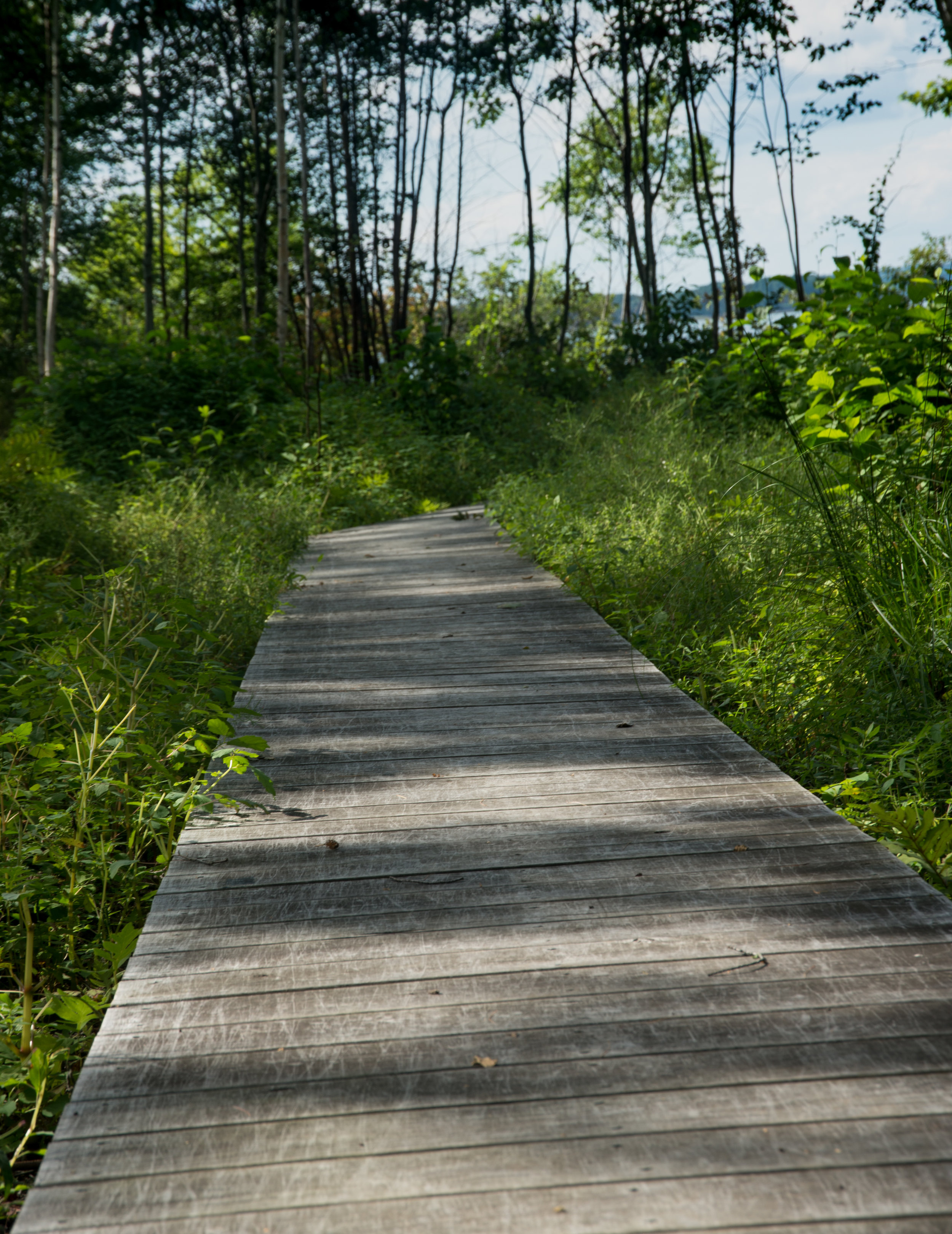 Gray Path — Chebeague & Cumberland Land Trust