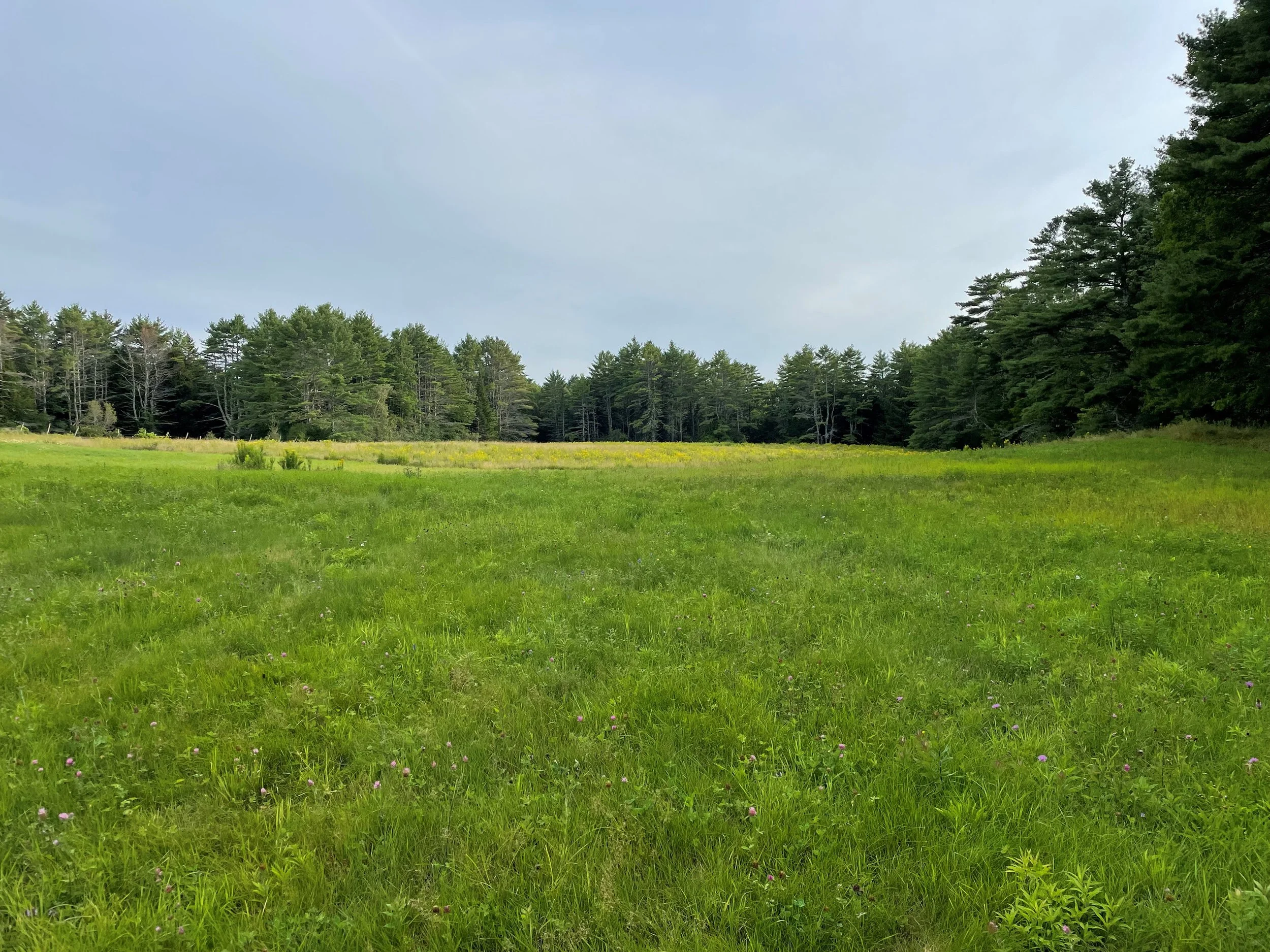 Open Fields To Forest