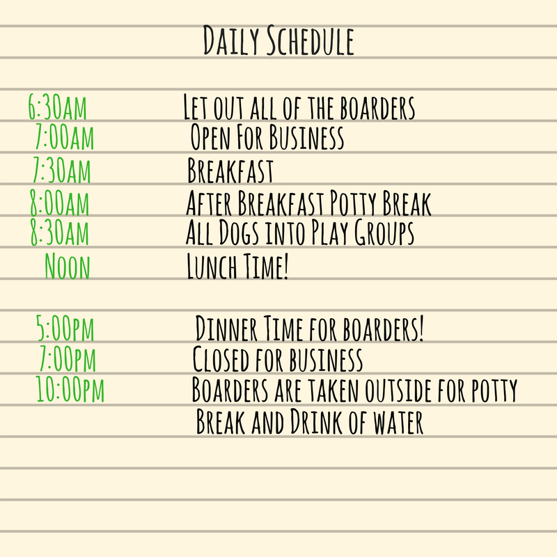 A Good Daily Routine For Dogs