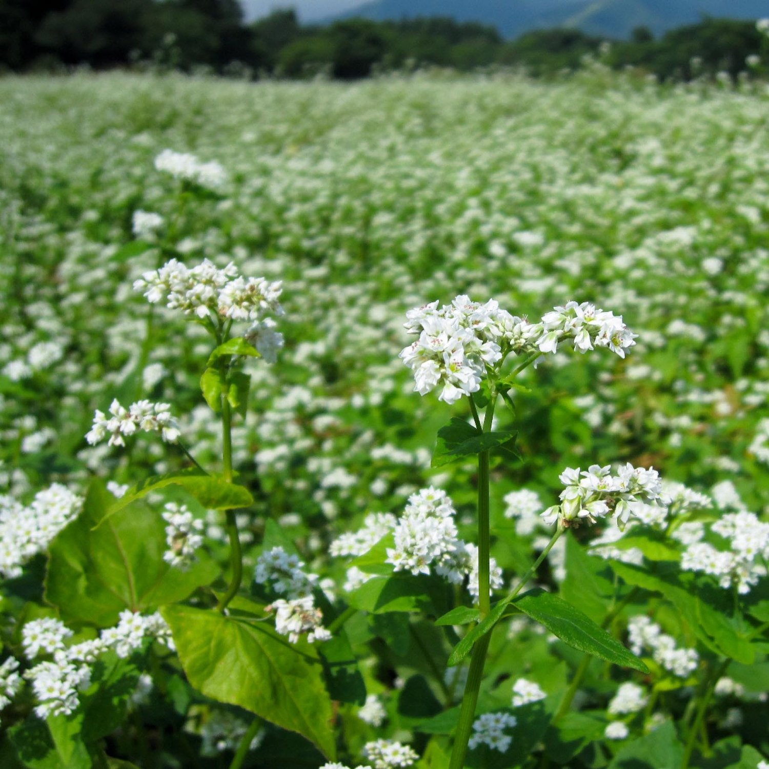 Soba Noodles — TOKYO COOK