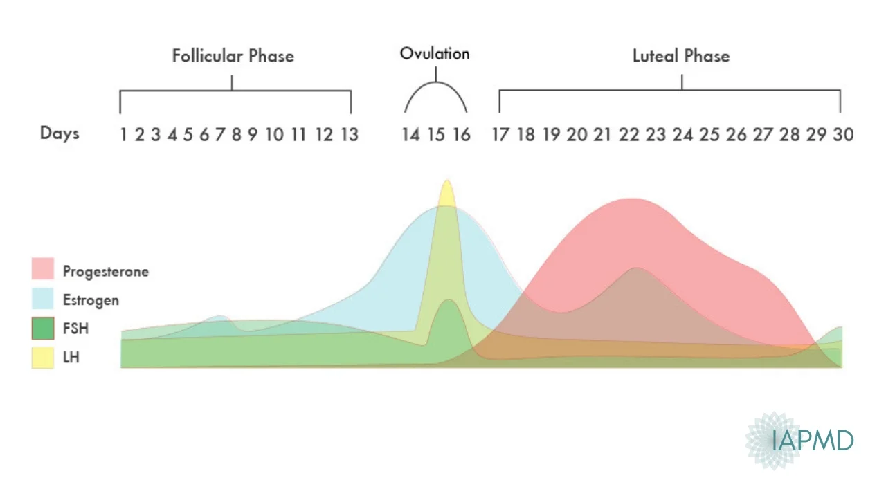 Female Hormone Cycle Chart