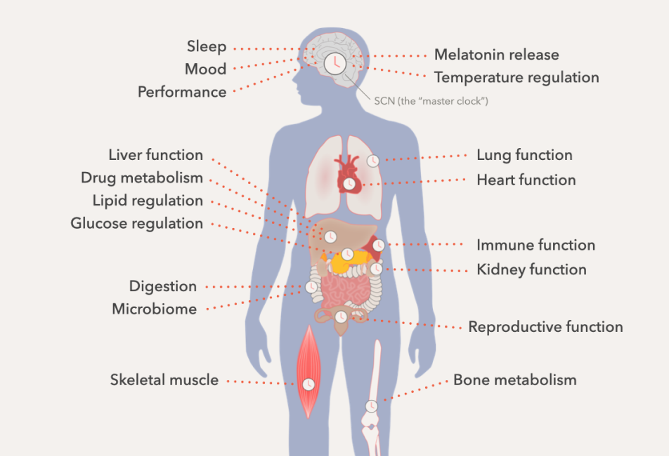 The science of jet lag | Timeshifter® | Control your circadian rhythms ...