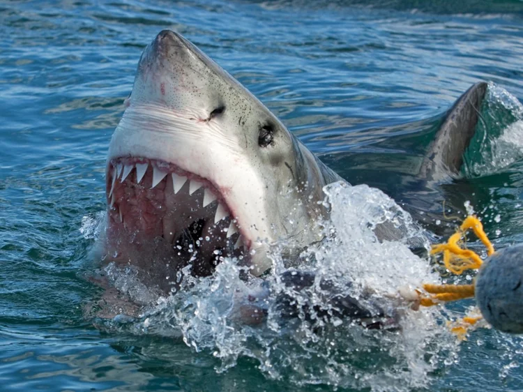 This Horror Movie Cliche Needs To Die - Killing Animals in Horror ...