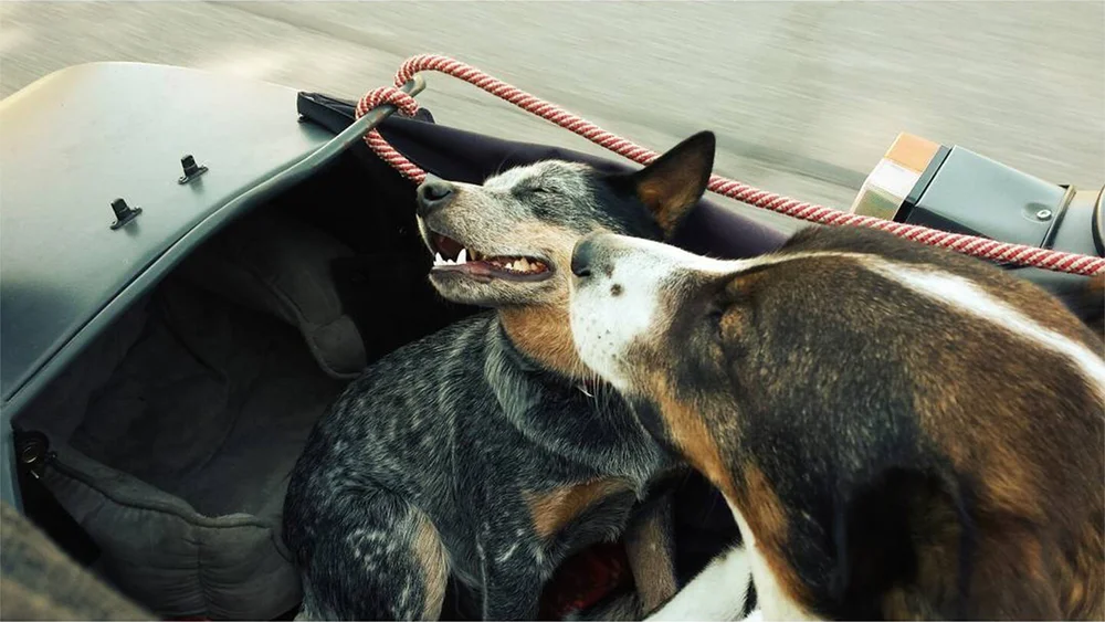 Canine Co-Pilot — Ural Motorcycles