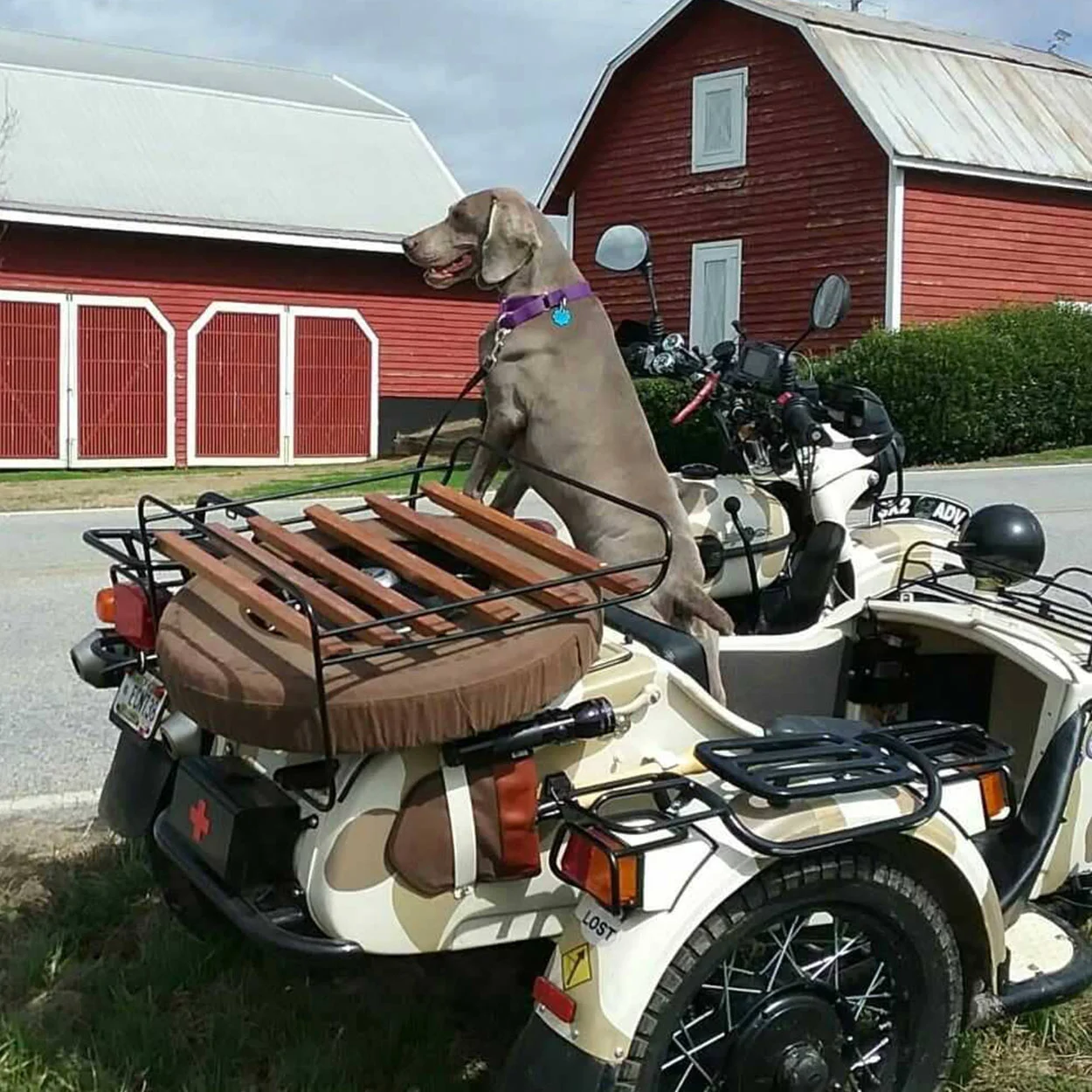 Dog Days of Summer — Ural Motorcycles