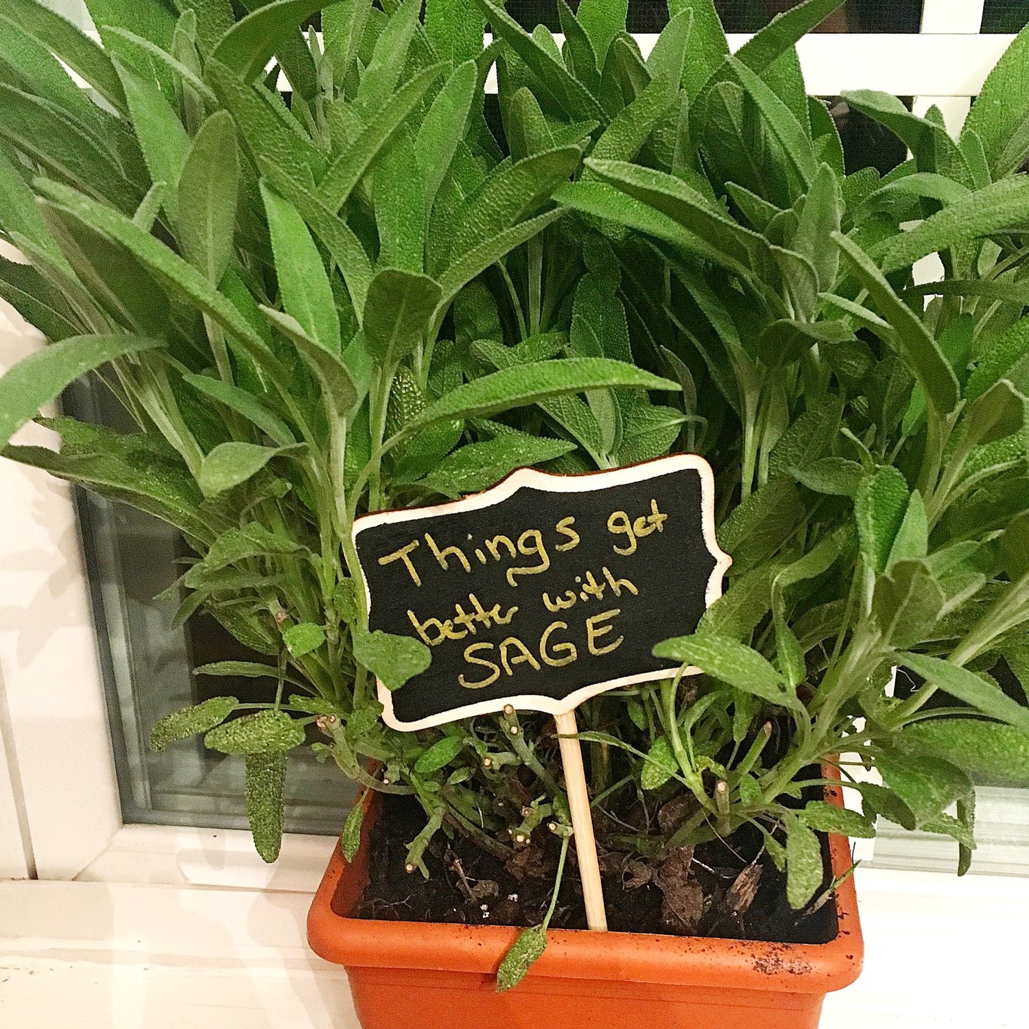 Bringing Herbie Inside — Perennial Genes