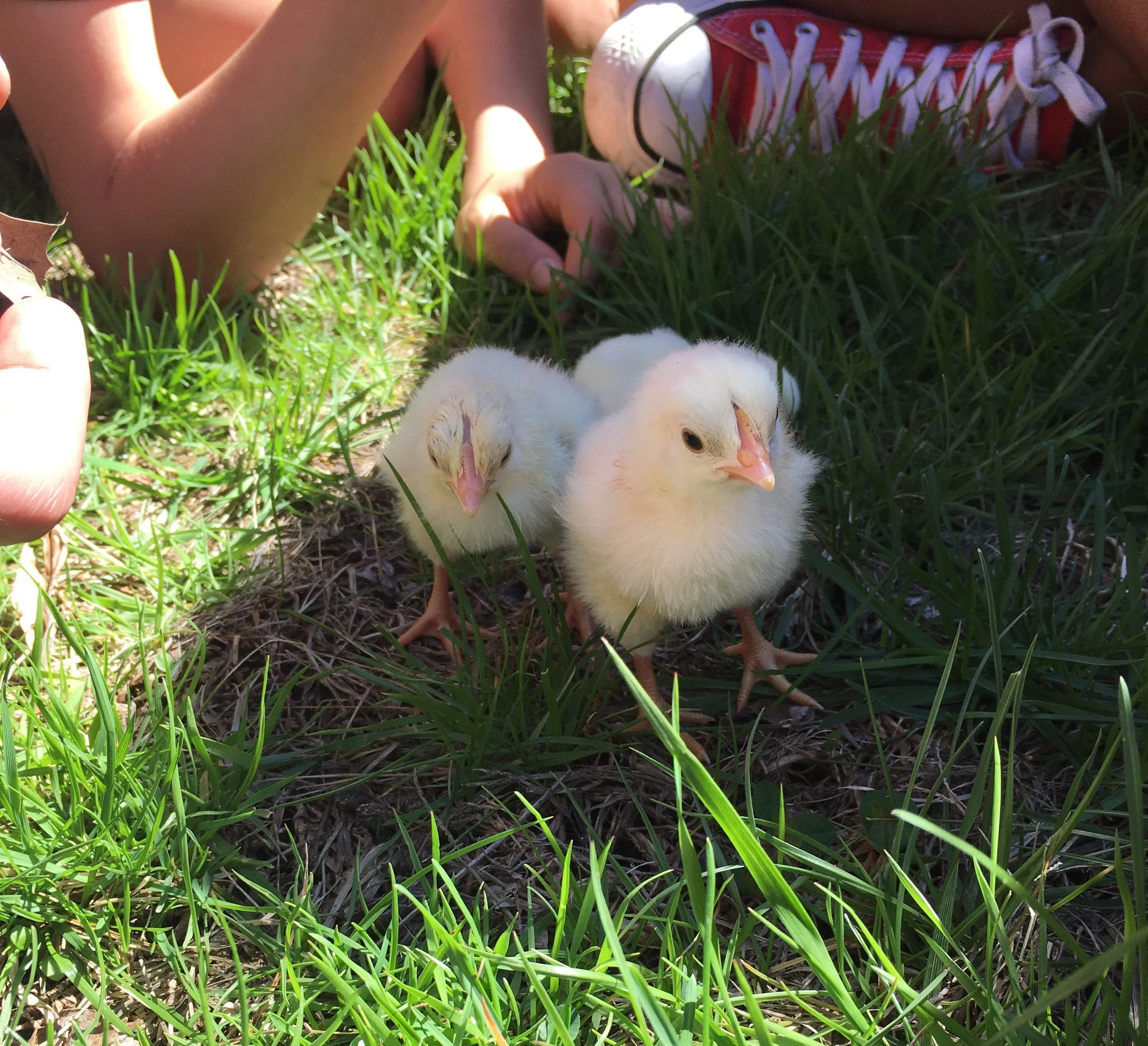 Spring Chickens — St. Roch