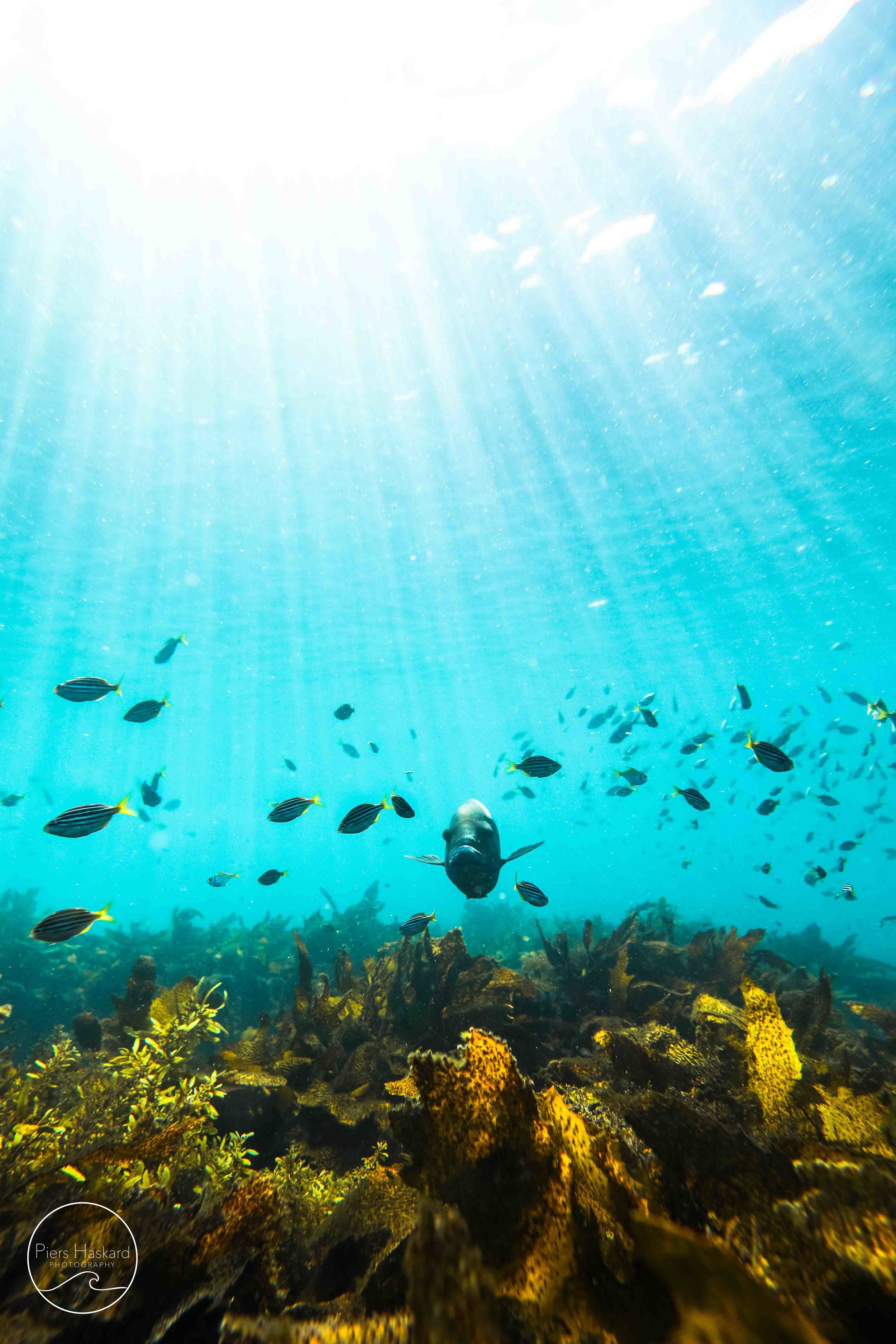 Ocean — PIERS HASKARD