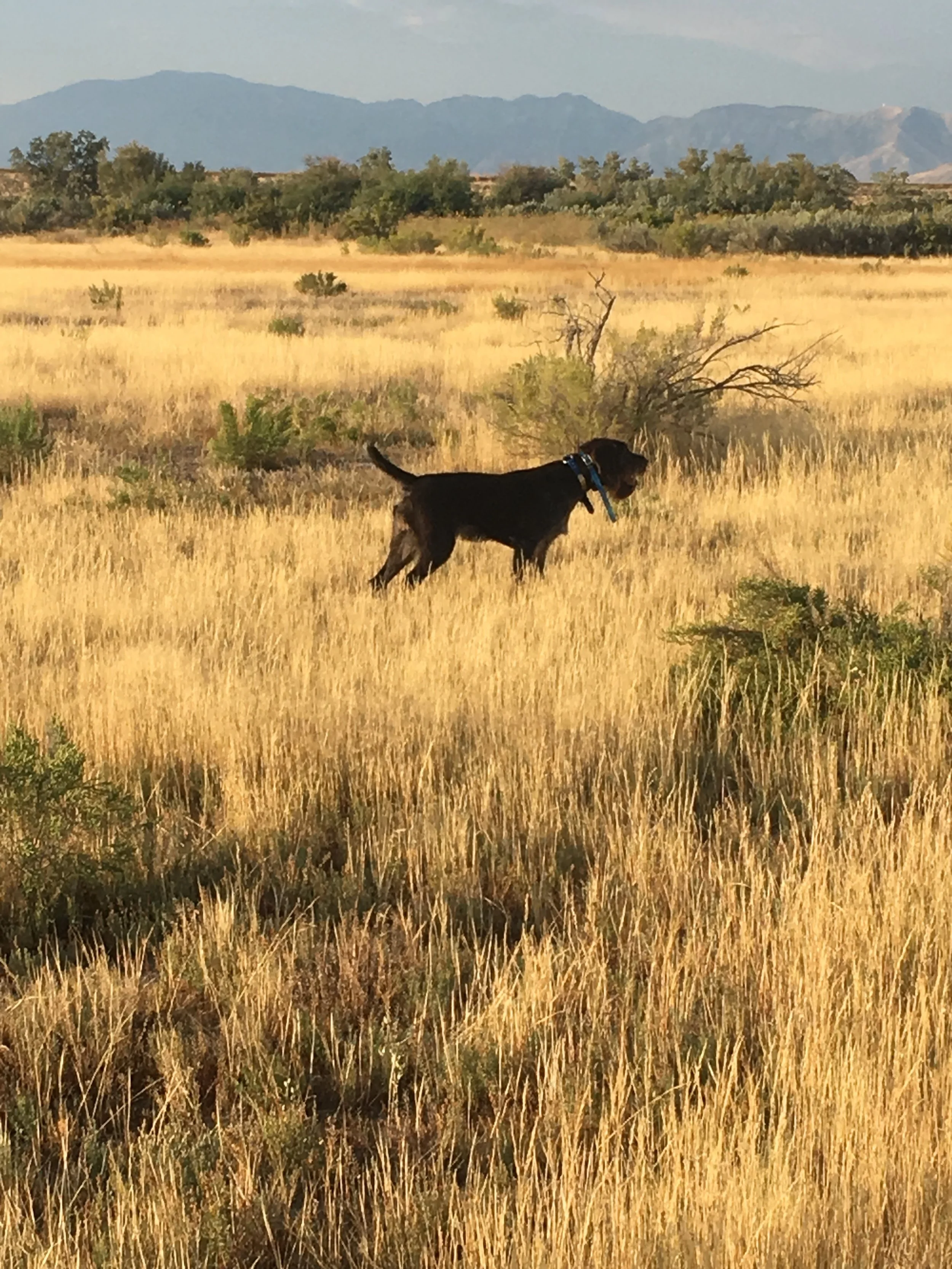 GALLERY — Wild West Chapter