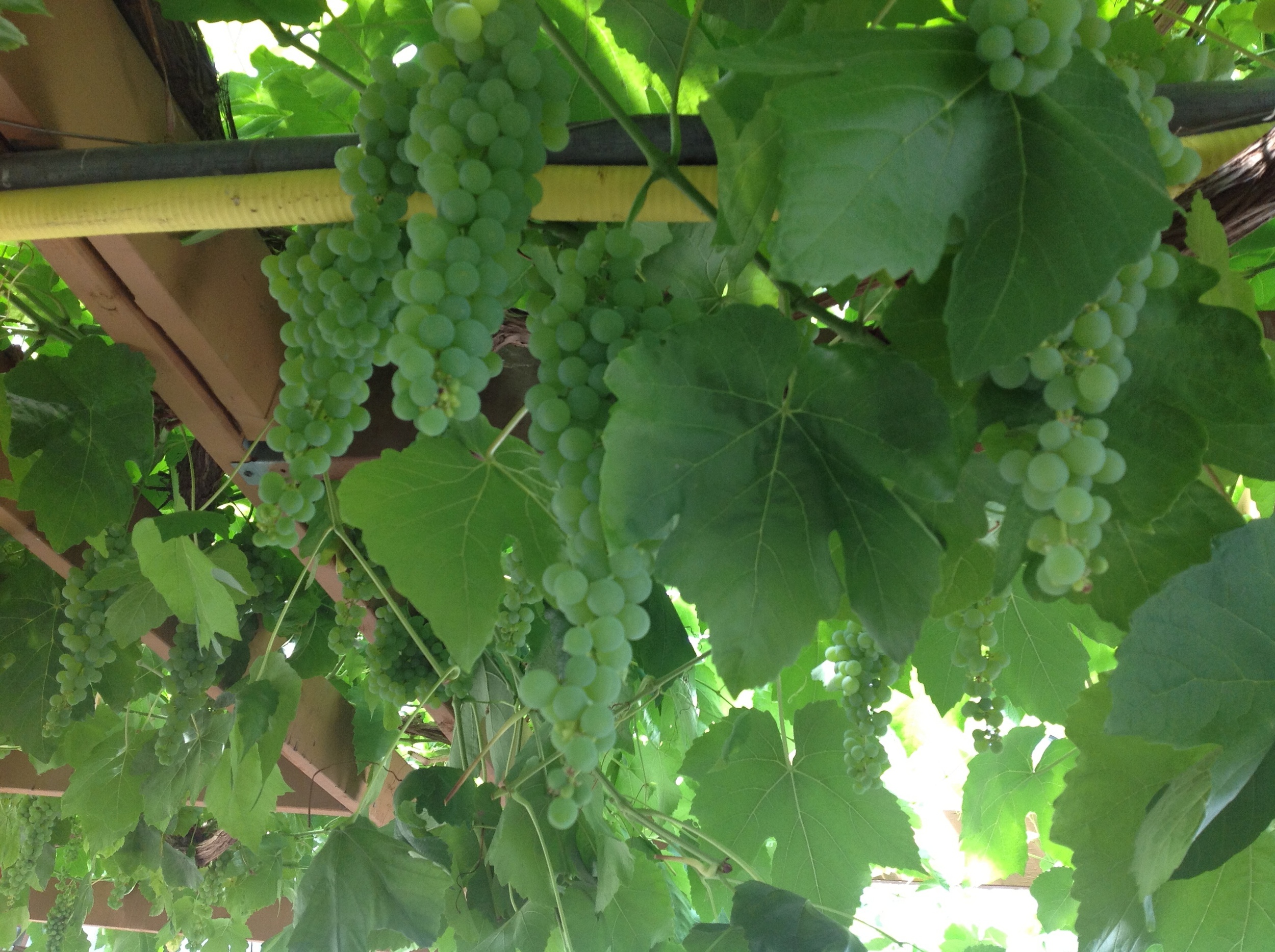 Canada's Largest Grapevine — SBFF