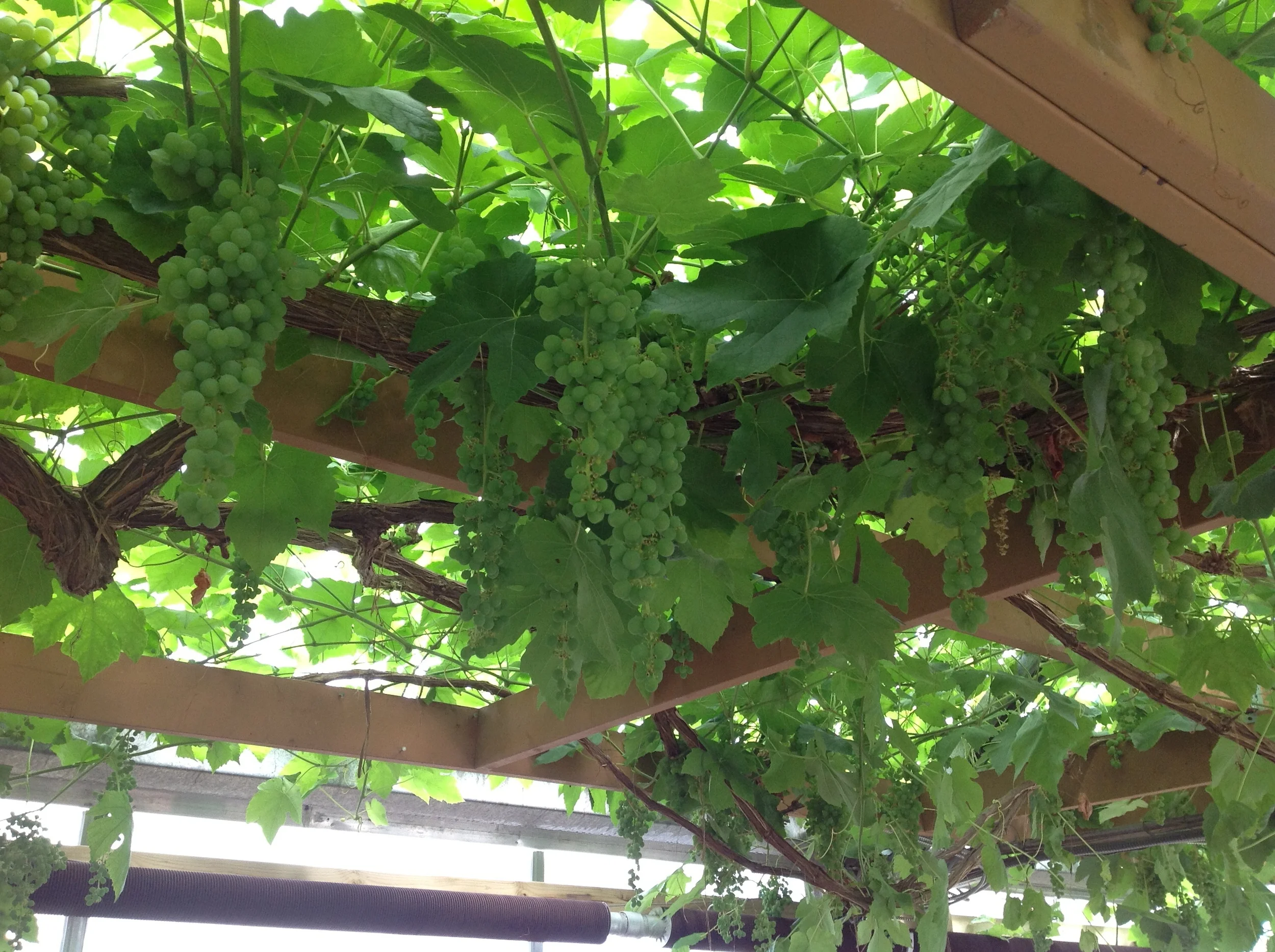 Canada's Largest Grapevine — SBFF