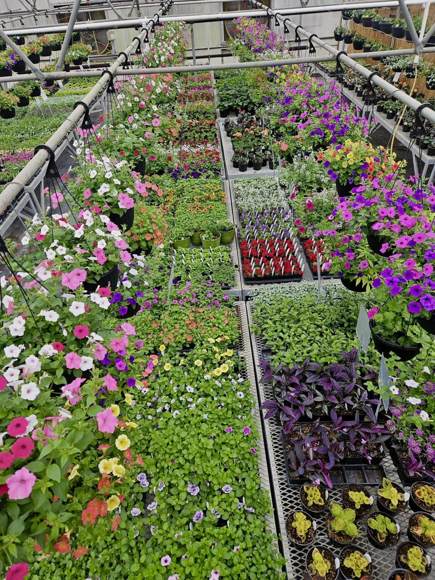 SpringBreak Garden Centre — SBFF