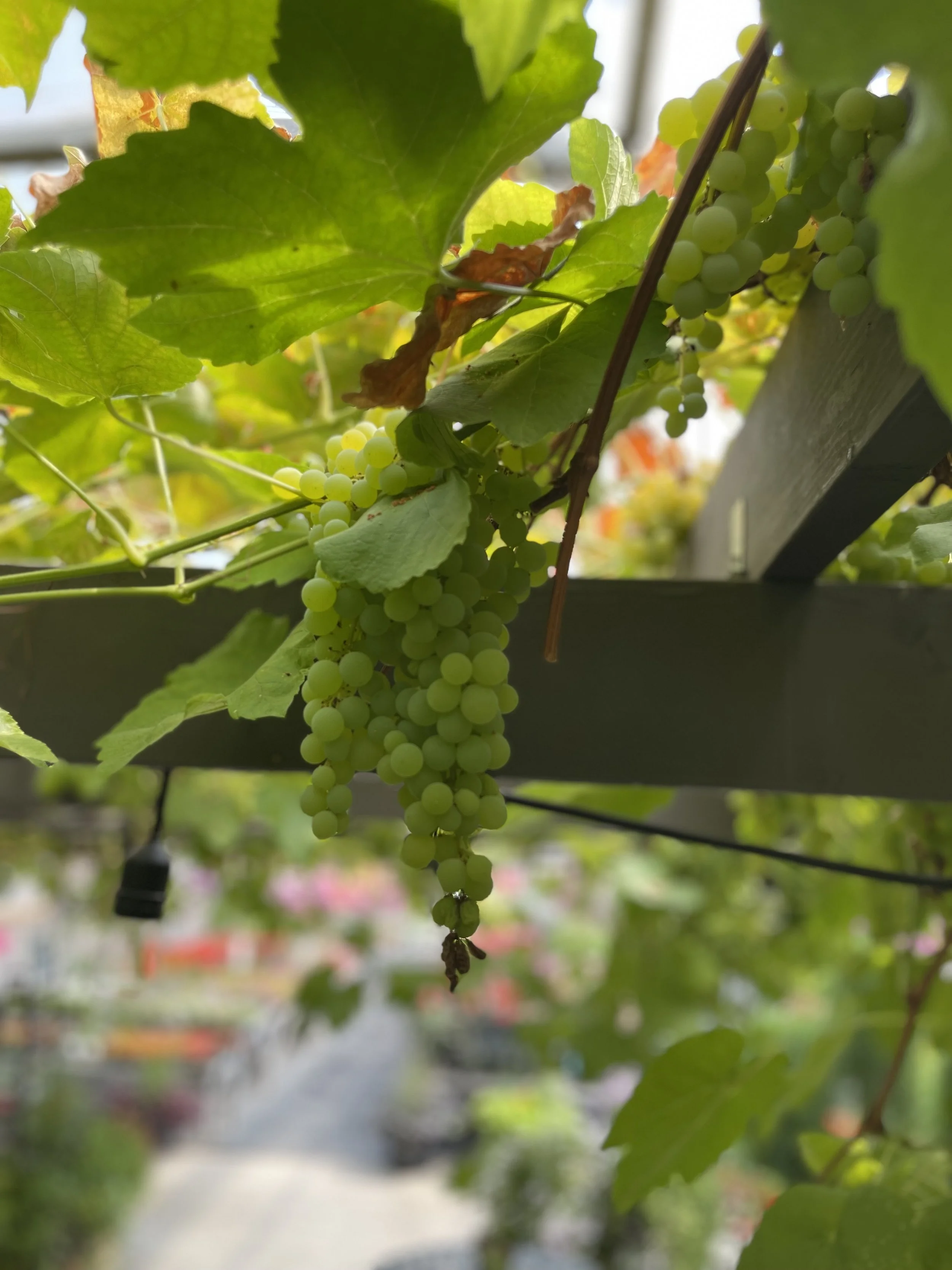 Canada's Largest Grapevine — SBFF