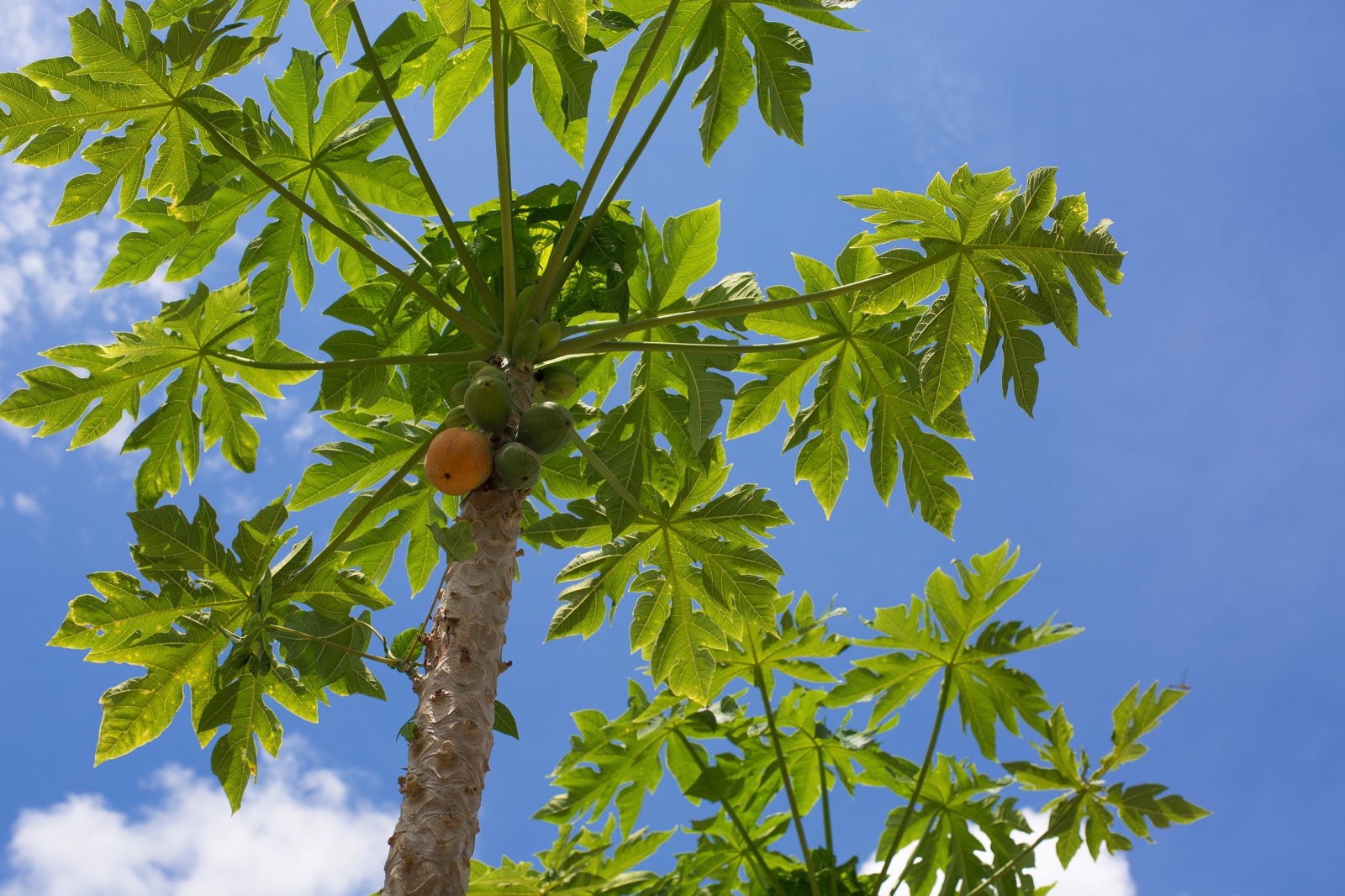 Our Farm Gallery — Donna's Farm