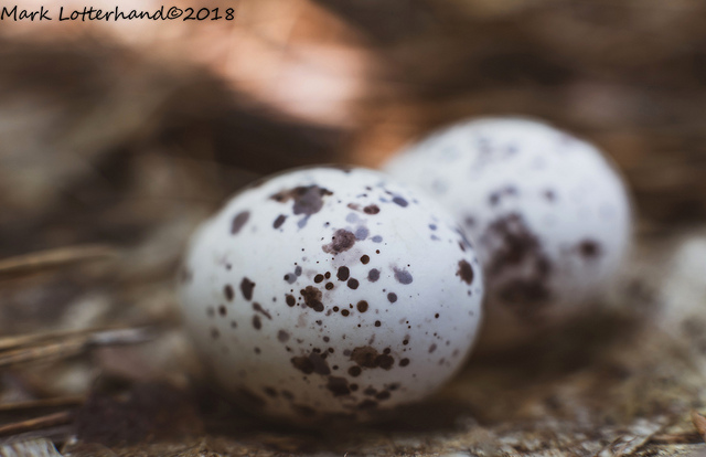 Where Have All the Whip-poor-wills Gone? — First Light Wildlife Habitats
