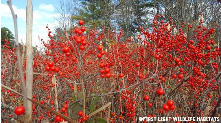 Winterberry: The Gift that Keeps on Giving — First Light Wildlife Habitats