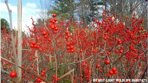 Winterberry: The Gift that Keeps on Giving — First Light Wildlife Habitats
