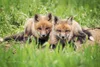 Fox Kits Being Born — First Light Wildlife Habitats
