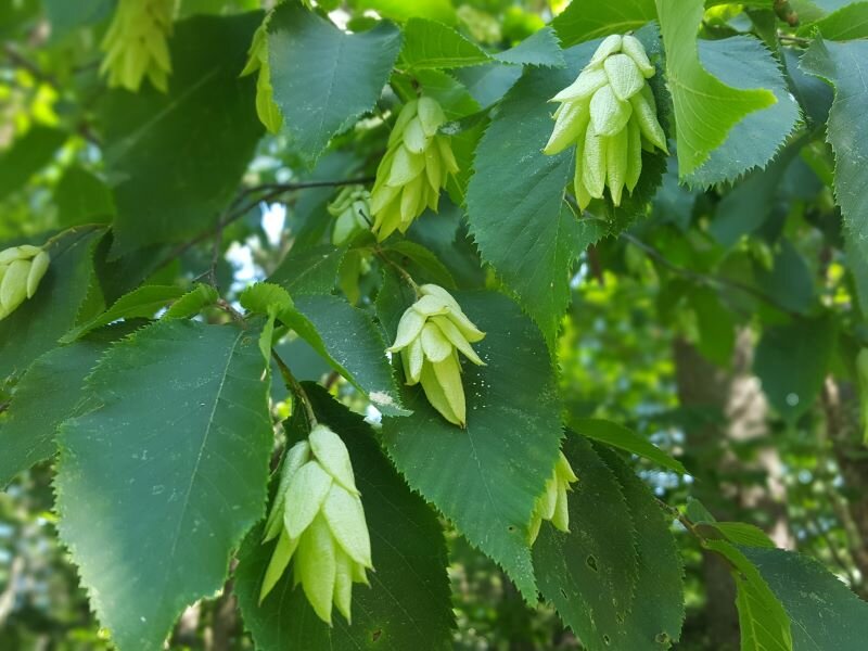Fruits of the Forest — First Light Wildlife Habitats