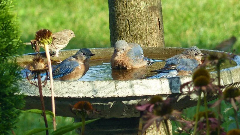 Water for Wildlife - Birdbath Basics & More — First Light Wildlife Habitats