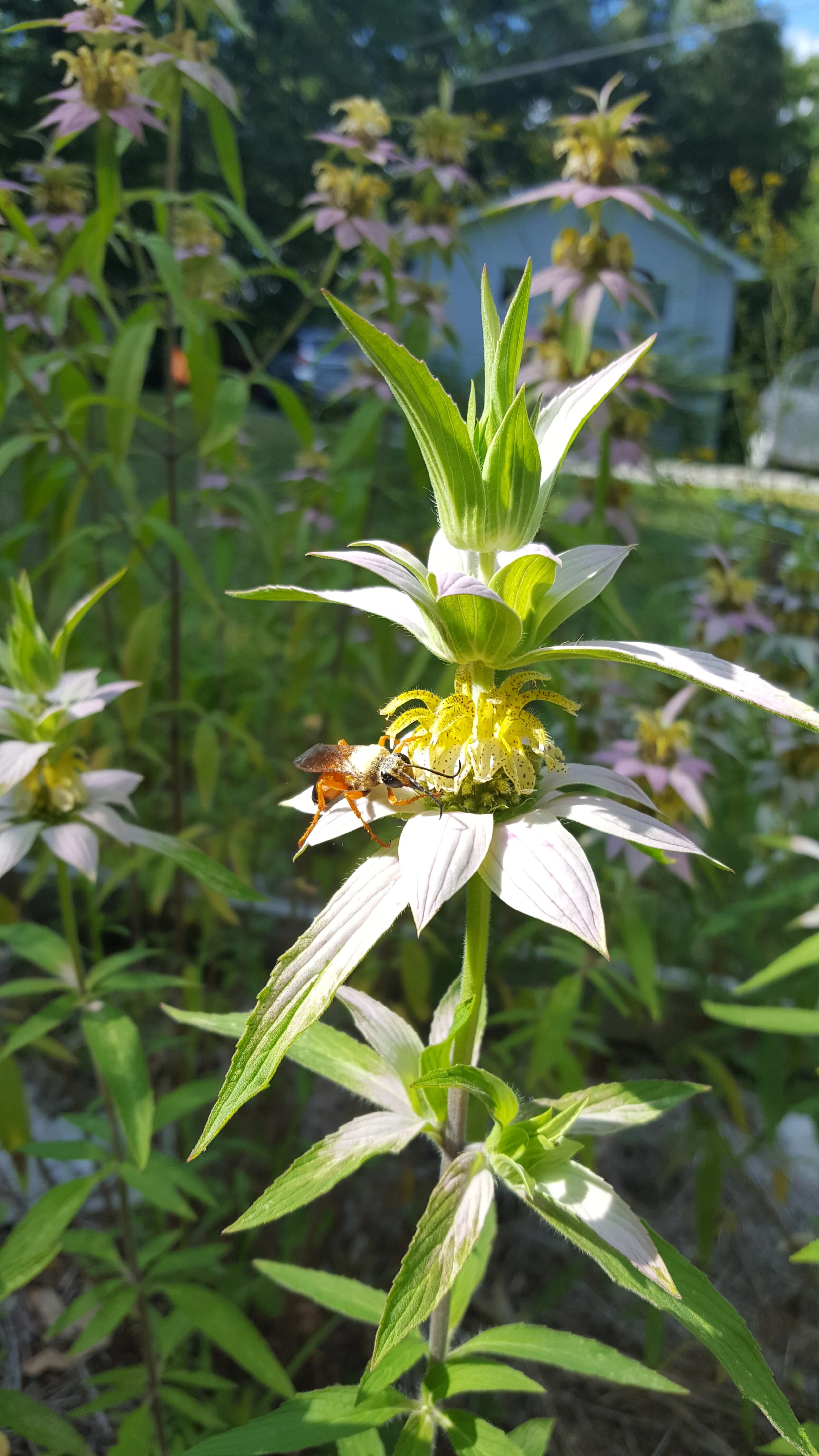 Gentle Golden Wasps Adorned with Pollen — First Light Wildlife Habitats