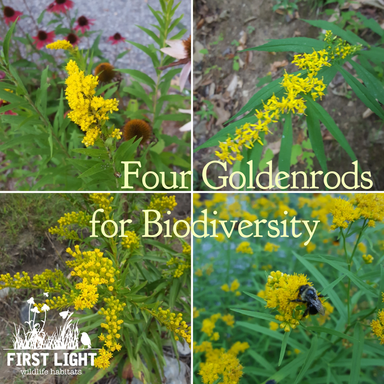 Goldenrods: Top Plants for Boosting Biodiversity — First Light Wildlife ...