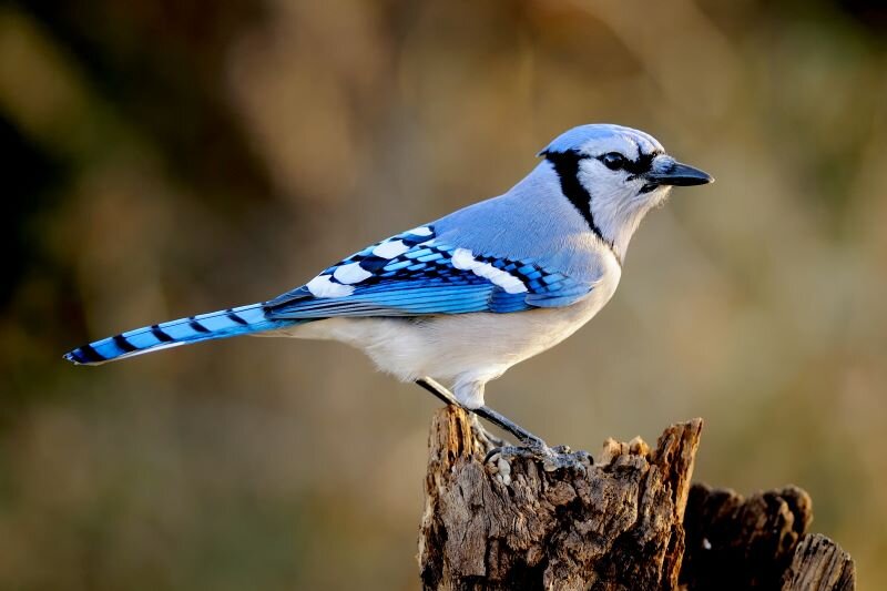 Wise Oaks, Clever Jays — First Light Wildlife Habitats