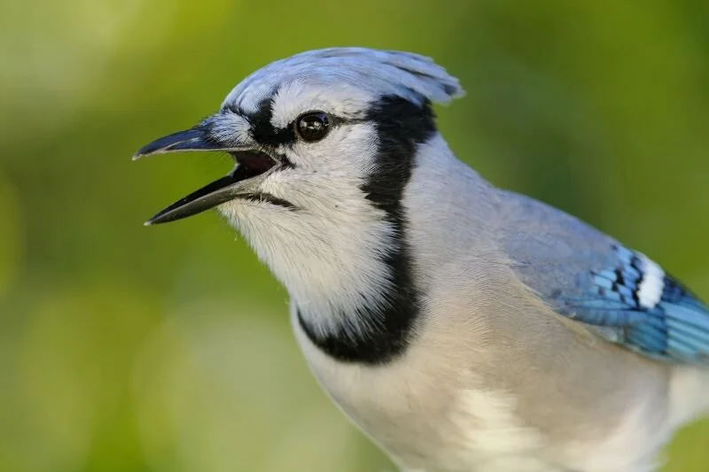 Wise Oaks, Clever Jays — First Light Wildlife Habitats
