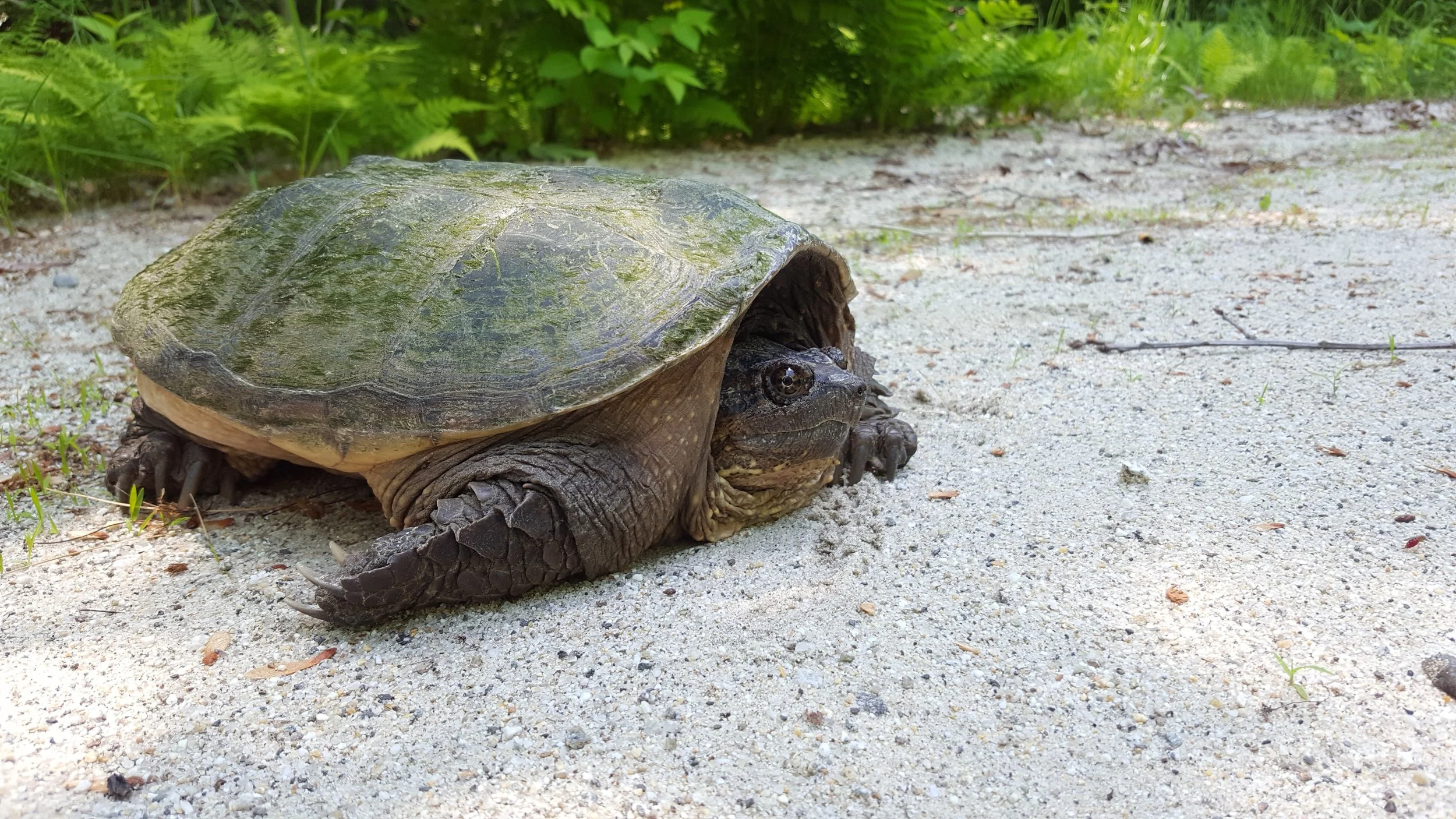 Snapping Turtles on the Move — First Light Wildlife Habitats