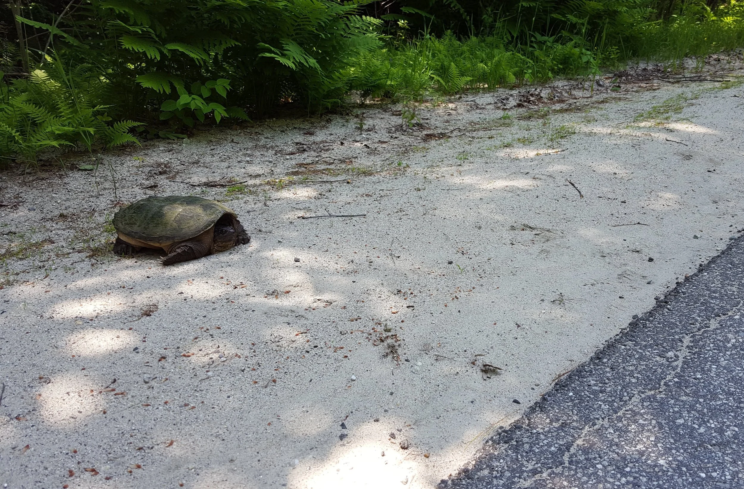 Snapping Turtles on the Move — First Light Wildlife Habitats