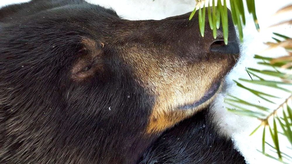 Why do bears hibernate? Bears in Winter Part 1 — First Light Wildlife ...