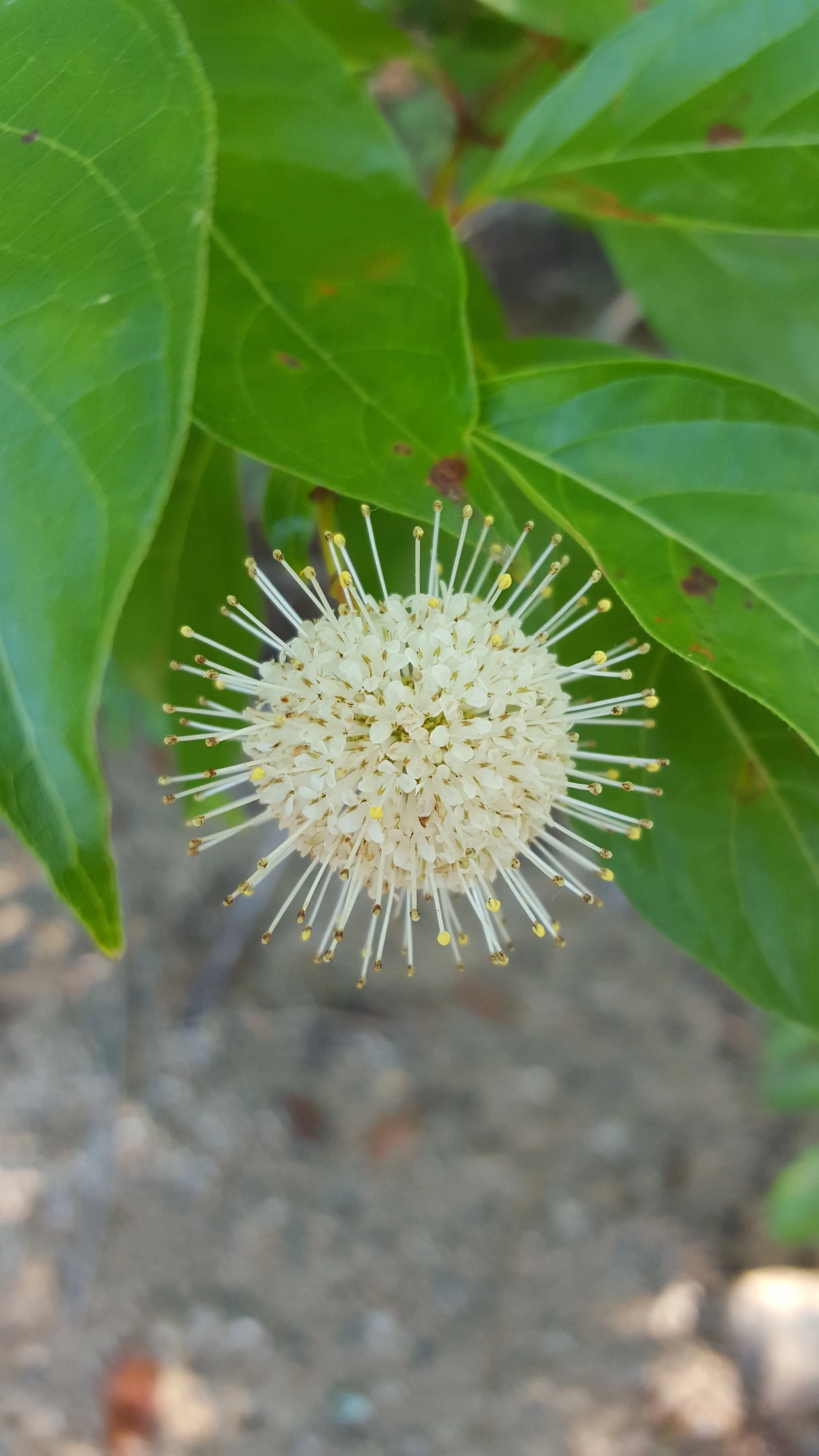 Beautiful Buttonbush in Bloom — First Light Wildlife Habitats