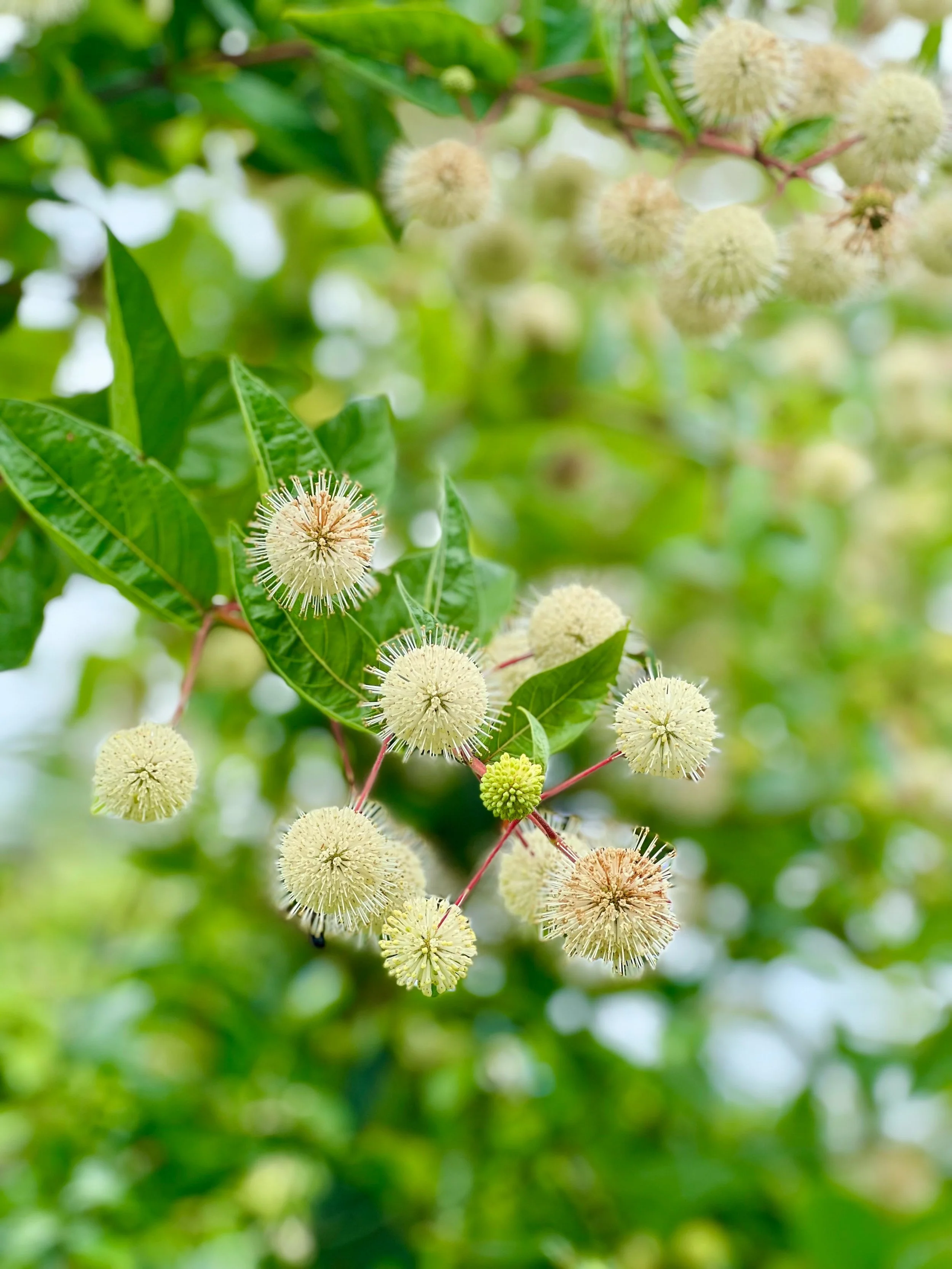 Beautiful Buttonbush in Bloom — First Light Wildlife Habitats
