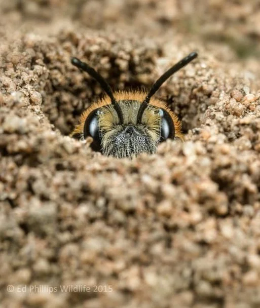 Give a Warm Welcome to Wild Bees (Super-pollinators Part 2) — First ...