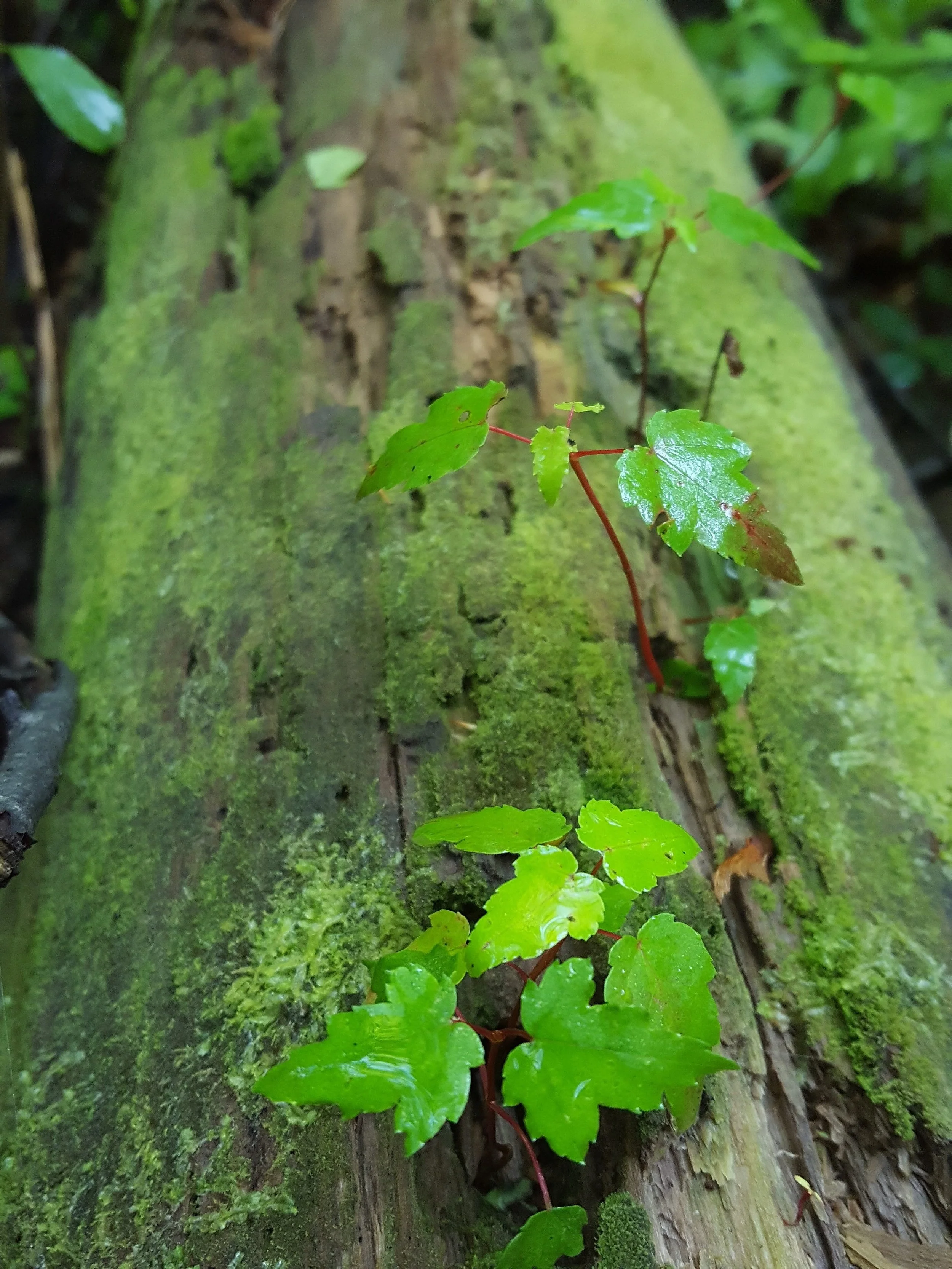Storm Habitat: Nurse Logs, Dens, and More — First Light Wildlife Habitats